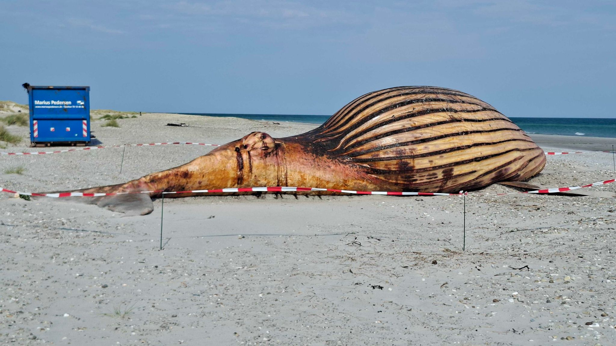 Wal-Obduktion am Strand: Nichts für schwache Nerven | WNOZ