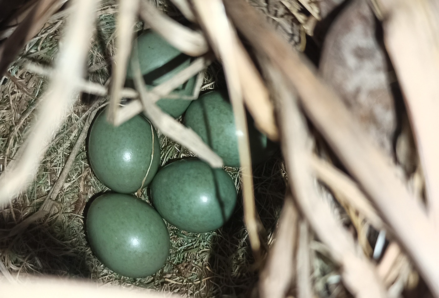 Blaukehlchen im Heidelberger Zoo haben Nachwuchs bekommen | WNOZ