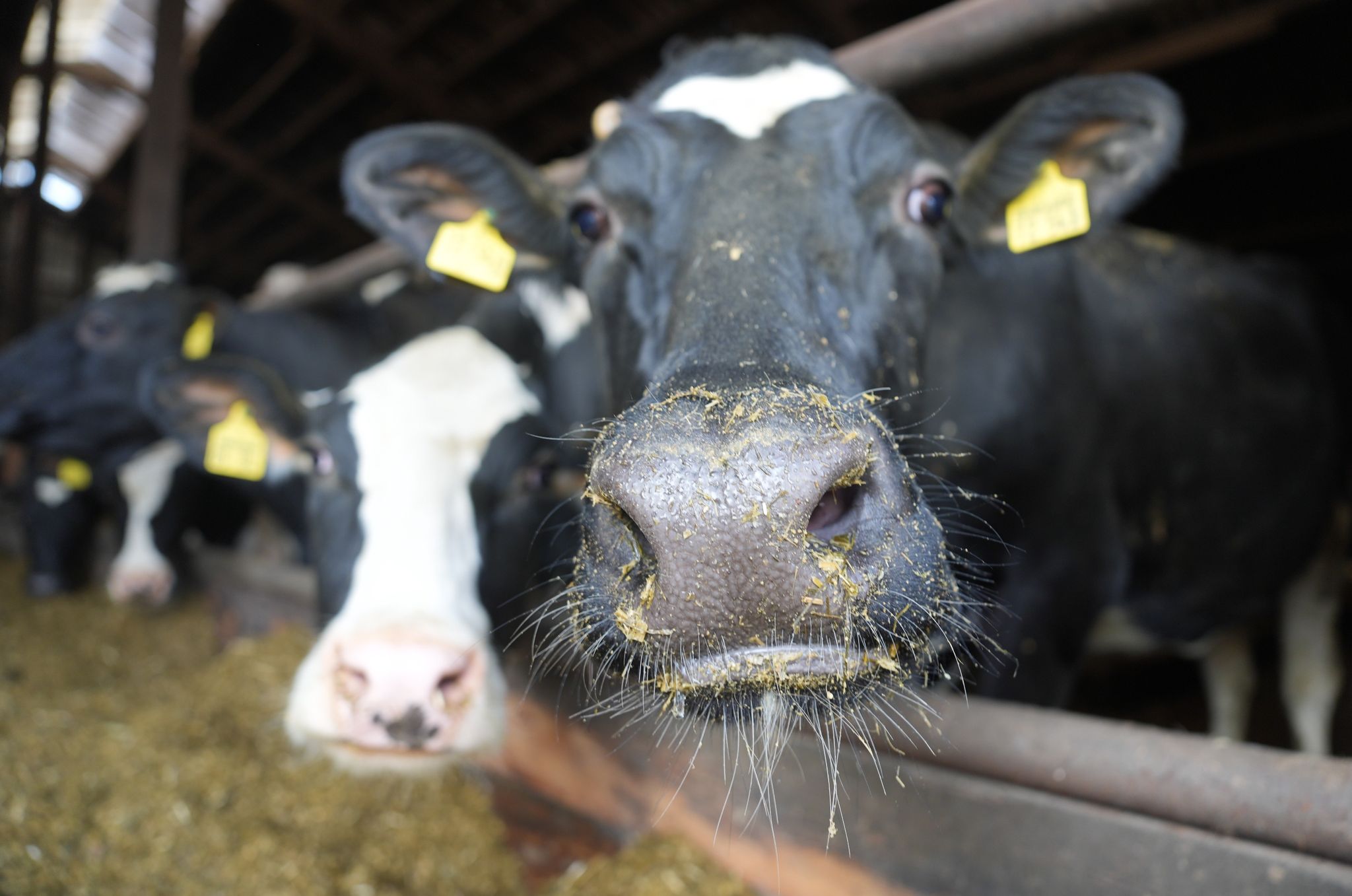 Kuh und Bulle auf dem Weg zur Weide ausgebüxt | WNOZ