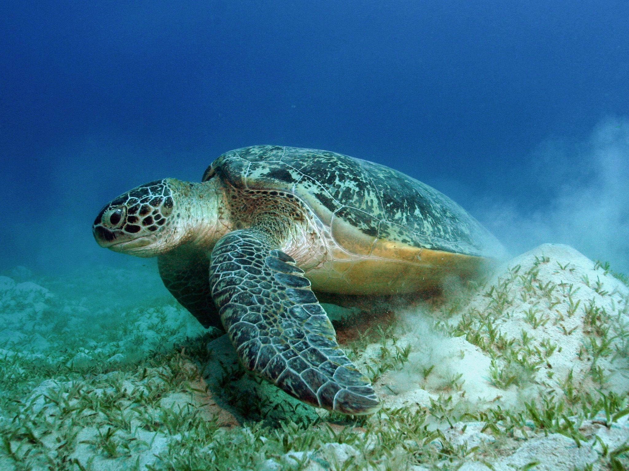 WWF: Gewinner und Verlierer im Tierreich 2025 | WNOZ